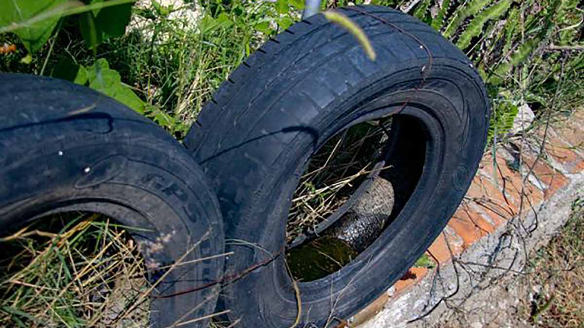 Puebla en agosto subió al séptimo lugar nacional en dengue: SSA ...