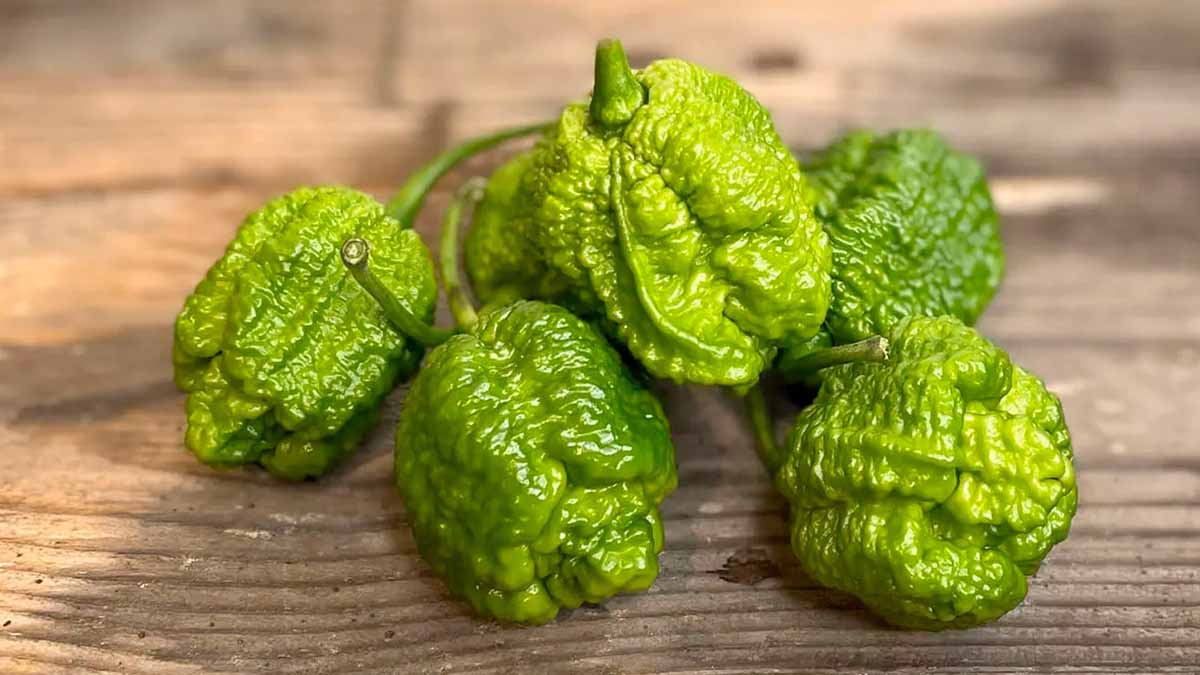 Este es el chile más picante del mundo - Puebla Online
